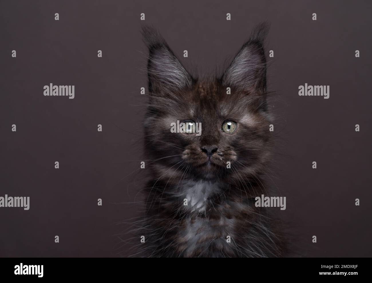 close up portrait of a beautiful black maine coon kitten looking at ...