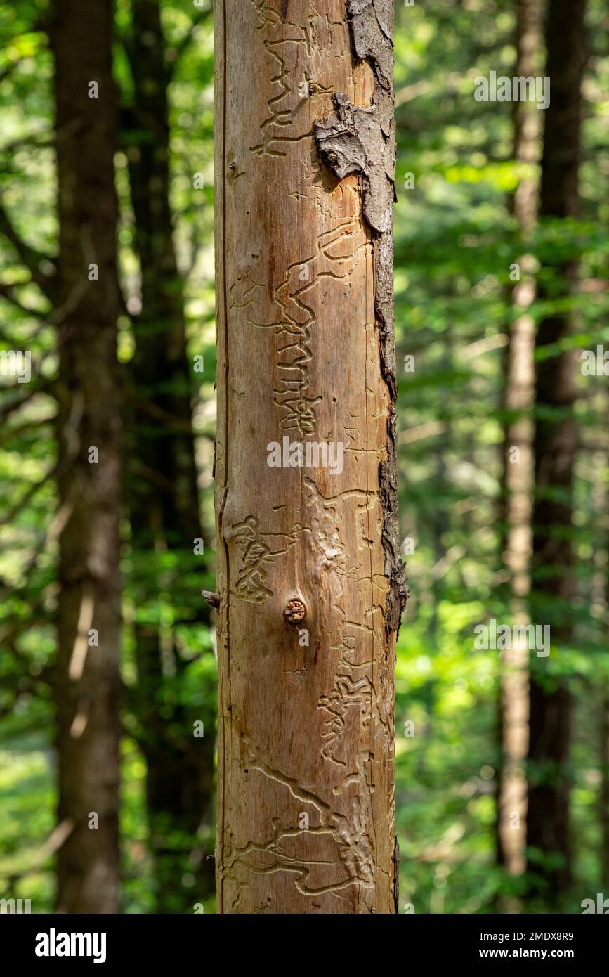 Bark removed surface hi-res stock photography and images - Alamy