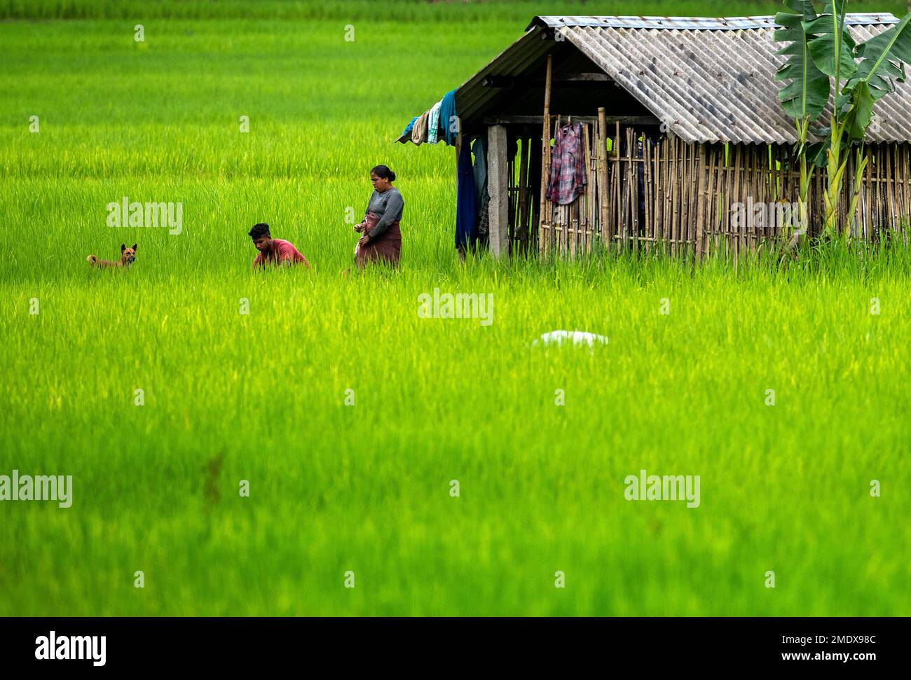 A Khasi tribal couple works in a paddy field at Moronga village, along ...