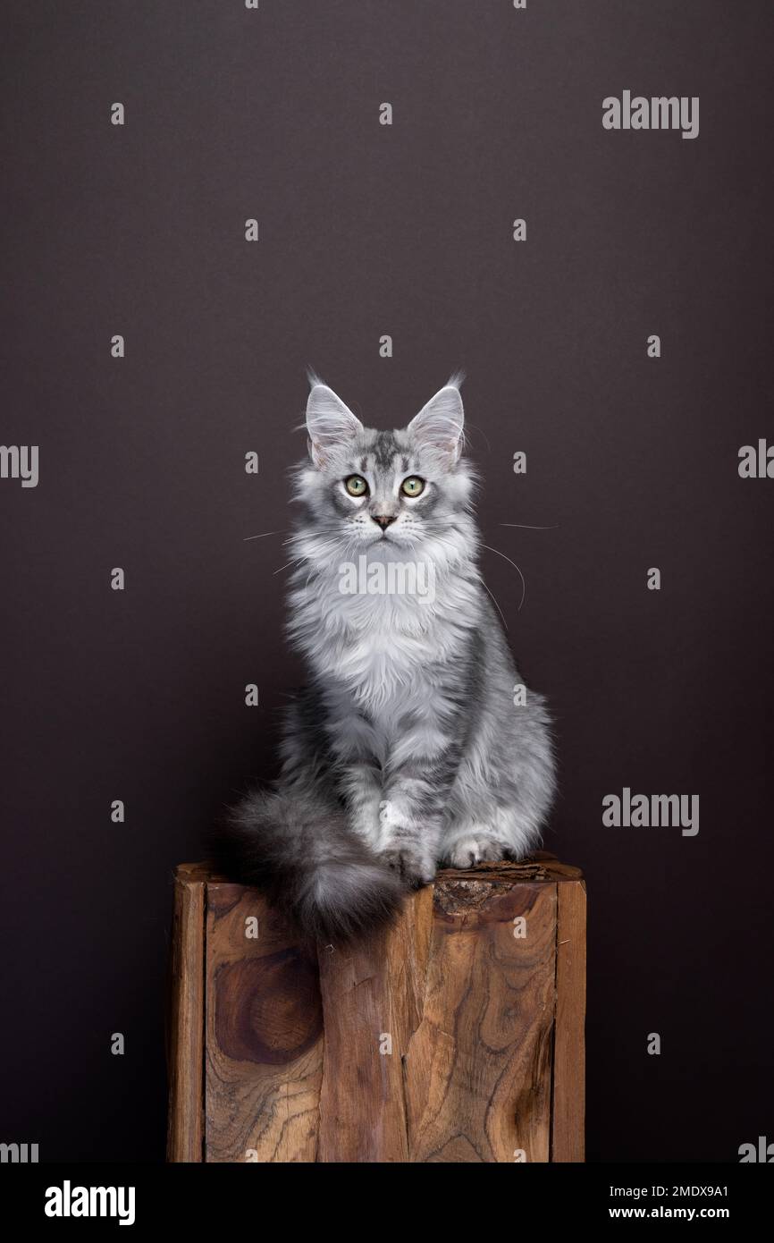 young silver tabby maine coon cat portrait on dark brown background ...
