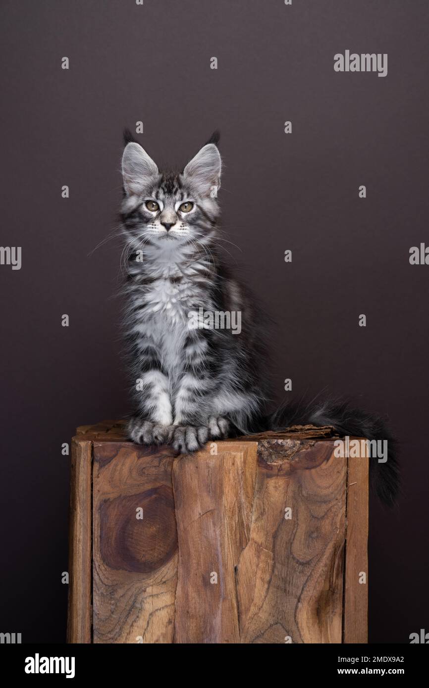 silver tabby maine coon kitten portrait on dark brown background. cat ...
