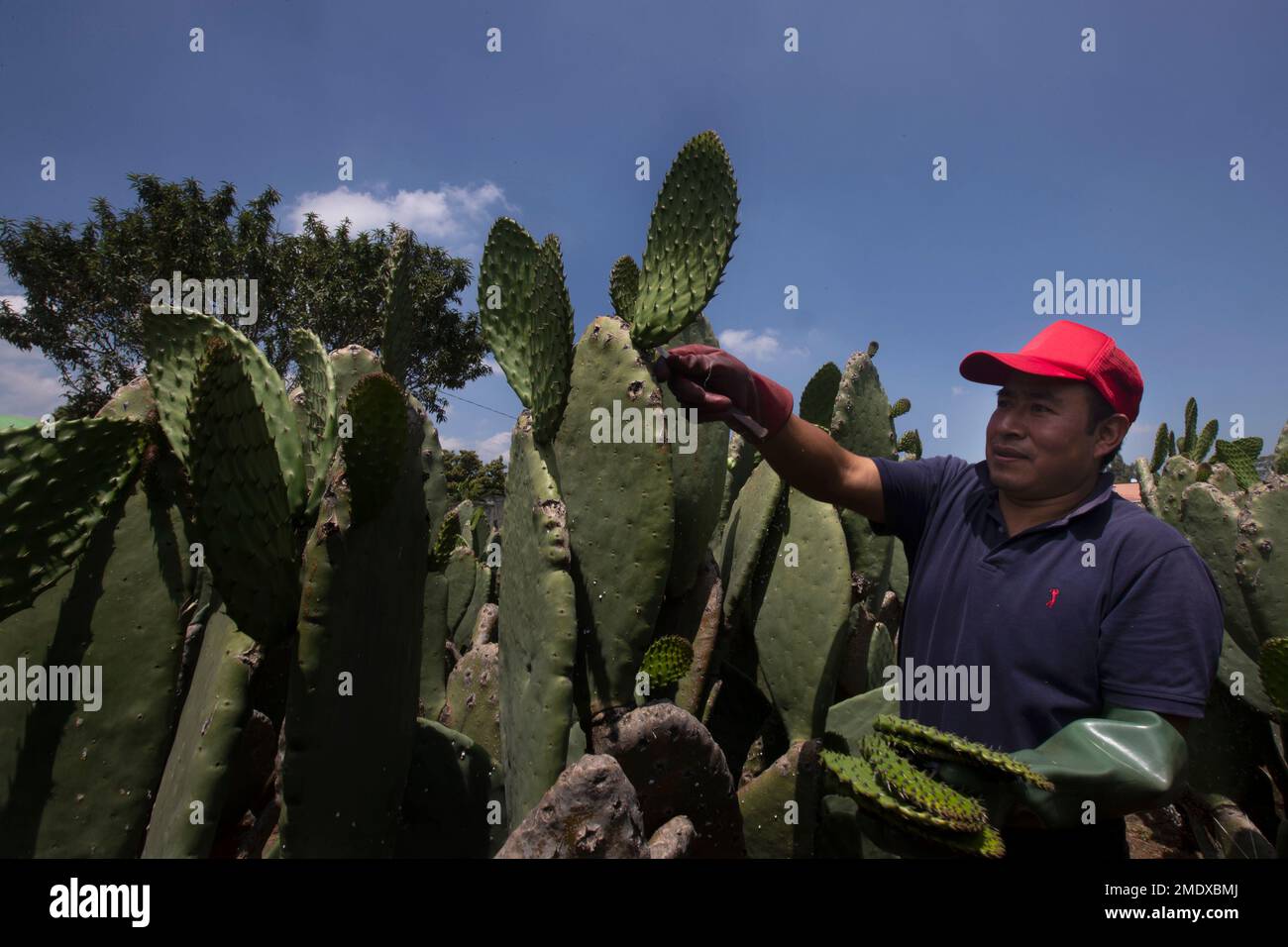 Eliseo Carrera harvests ¨nopal¨ pads on his farm in Milpa Alta, Mexico ...