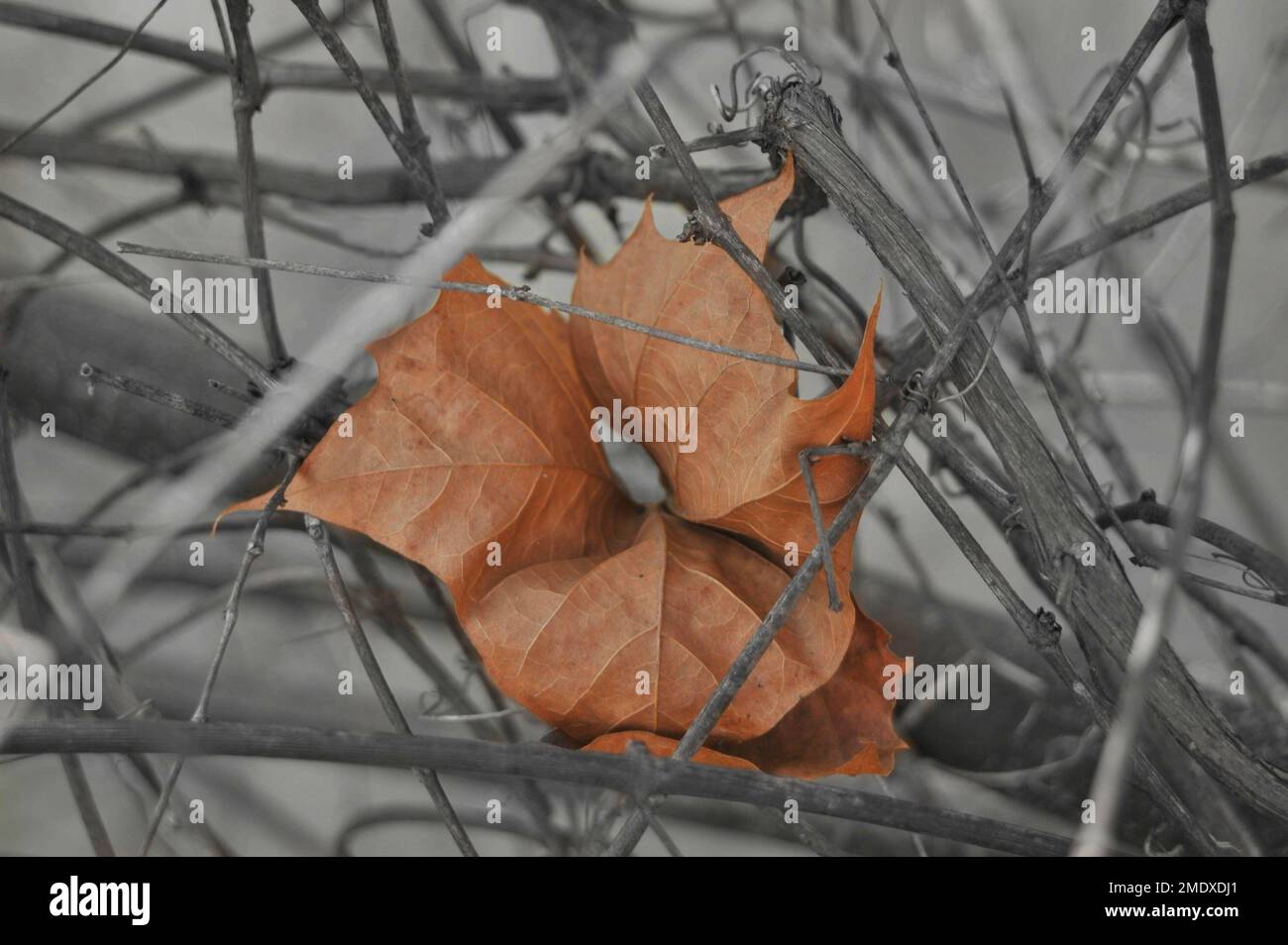 Final fall hi-res stock photography and images - Alamy