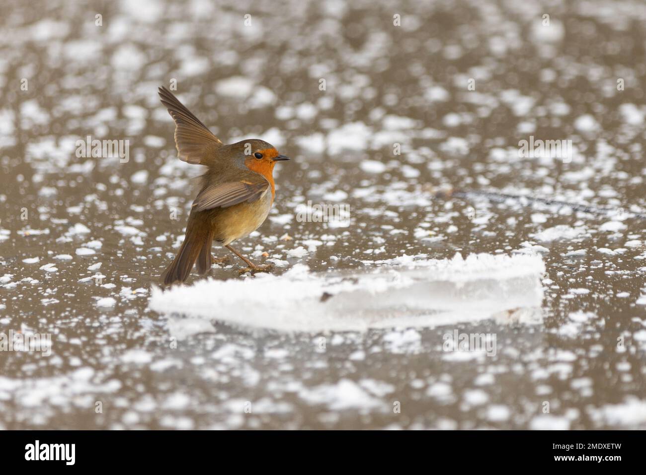 Richmond Park, London, UK. 23rd Jan 2023. A robin lands on a frozen ...