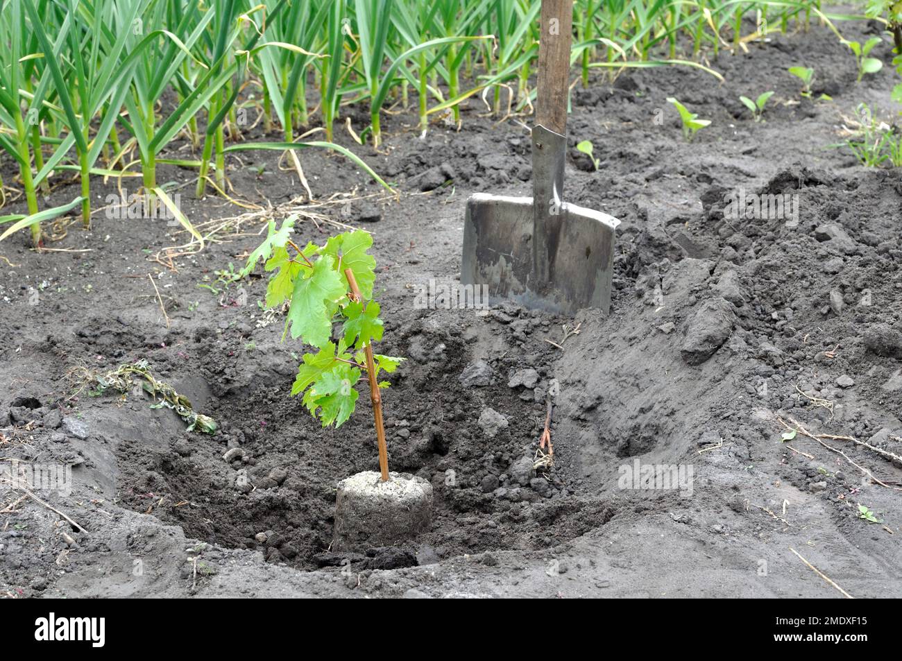 process of planting grape vine seedlings in the vegetable garden Stock ...