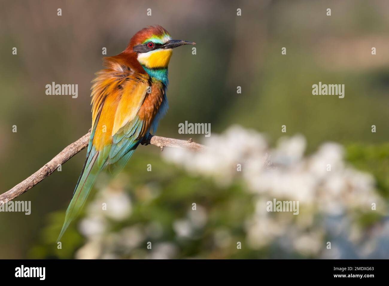 beautiful bee-eater bird on a flowering branch Stock Photo - Alamy