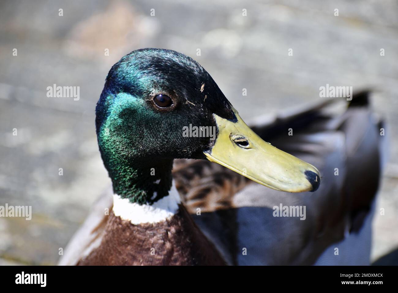Dabbling duck hi-res stock photography and images - Alamy