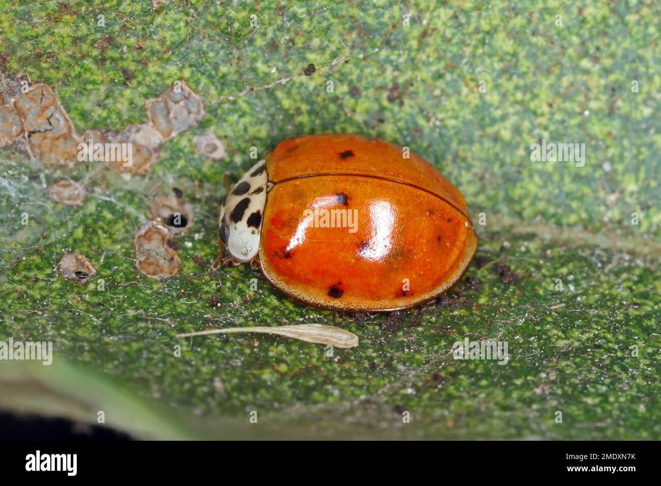 Harlequin ladybird (Harmonia axyridis) macro Stock Photo - Alamy