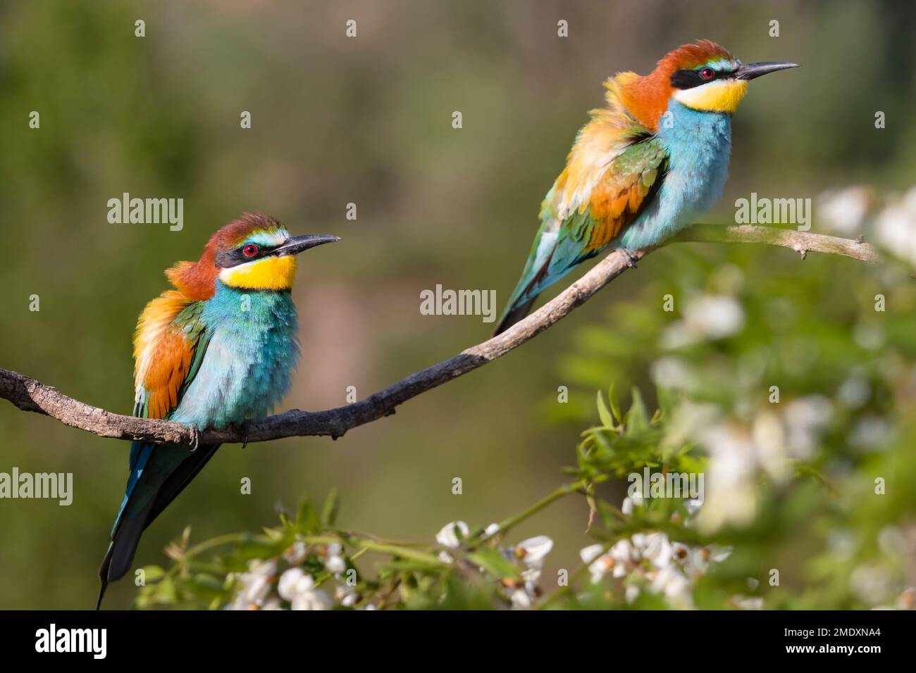 beautiful birds in the spring sitting on a branch Stock Photo - Alamy