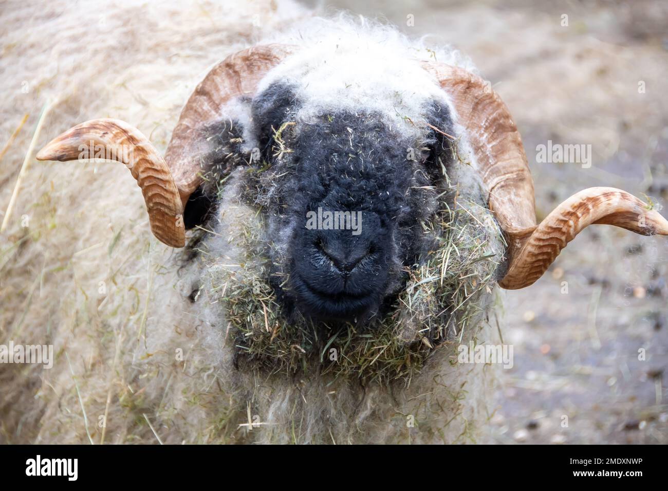 Twisting horns hi-res stock photography and images - Alamy