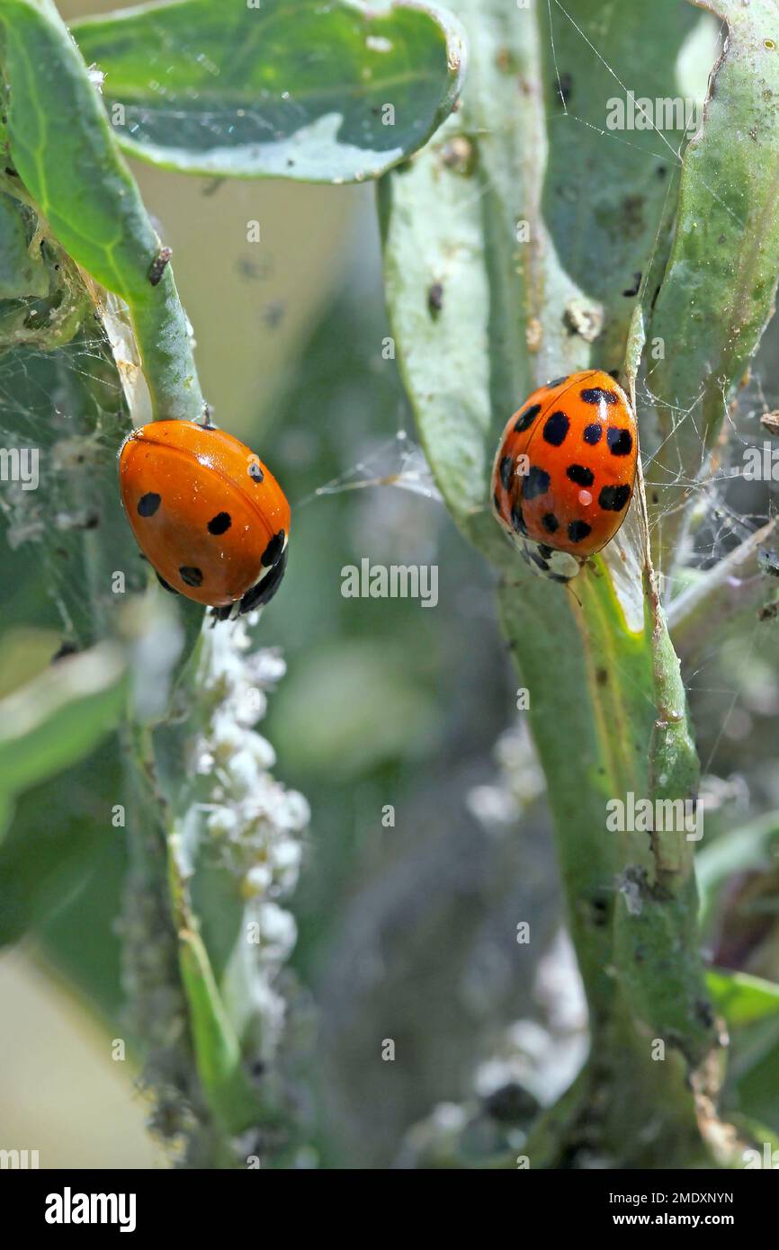 Coccinella septempunctata the seven-spot ladybird (or seven-spotted ...
