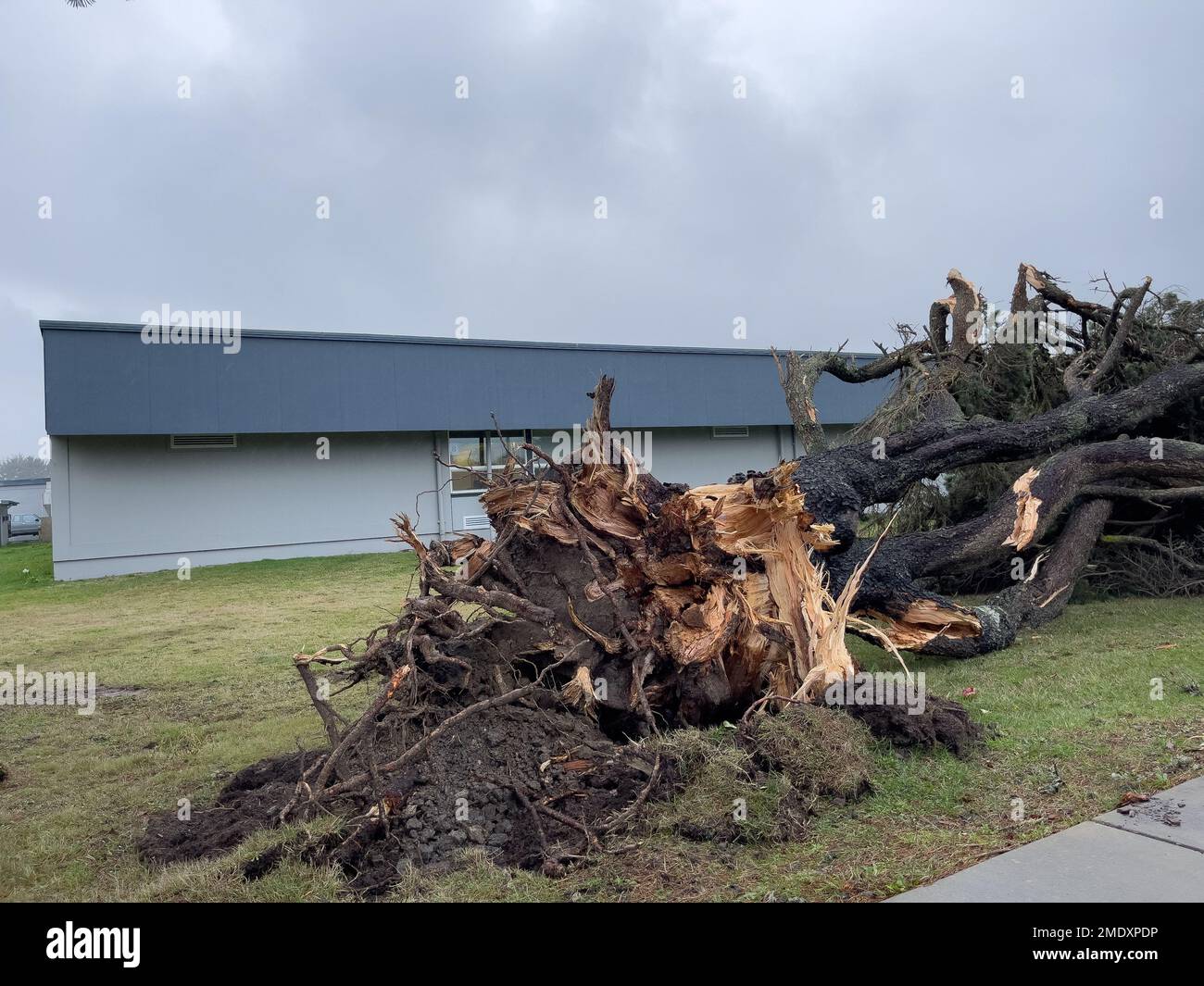 Hurricane force storm damage causes a large mature tree to be broken ...