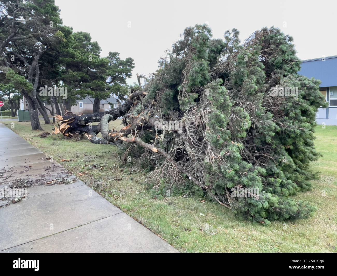 Tree after hurricane strong hi-res stock photography and images - Alamy
