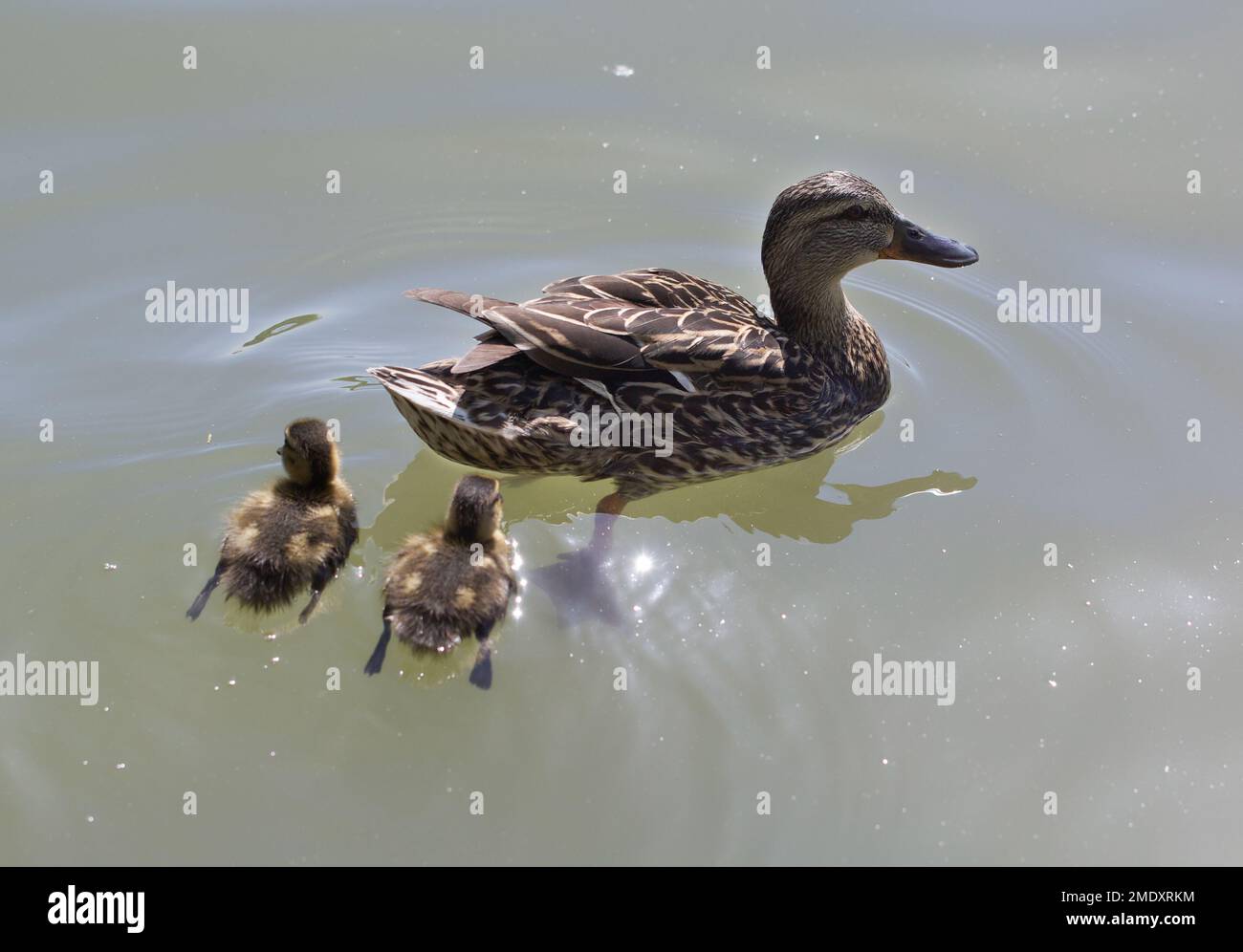 Ducklings in lake mother duck hi-res stock photography and images - Alamy