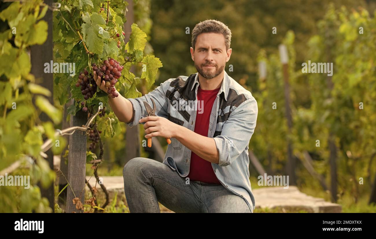 enologist with garden scissors. farmer cut grapevine. vinedresser cutting grapes bunch Stock ...