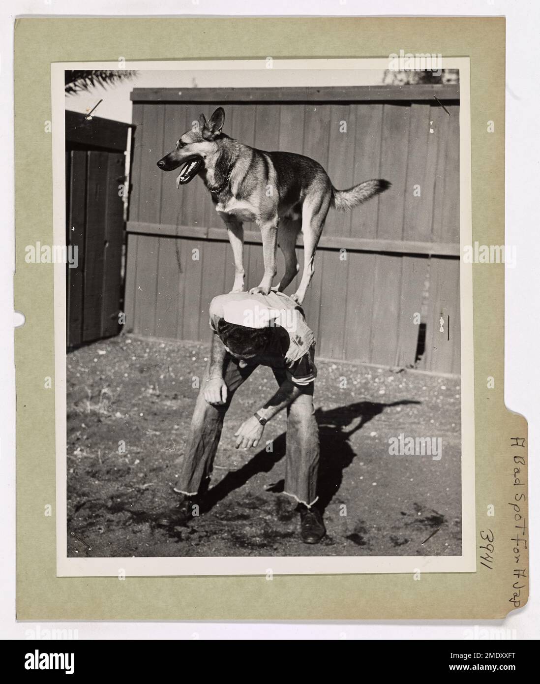 Coast guard fighting dog hi-res stock photography and images - Alamy