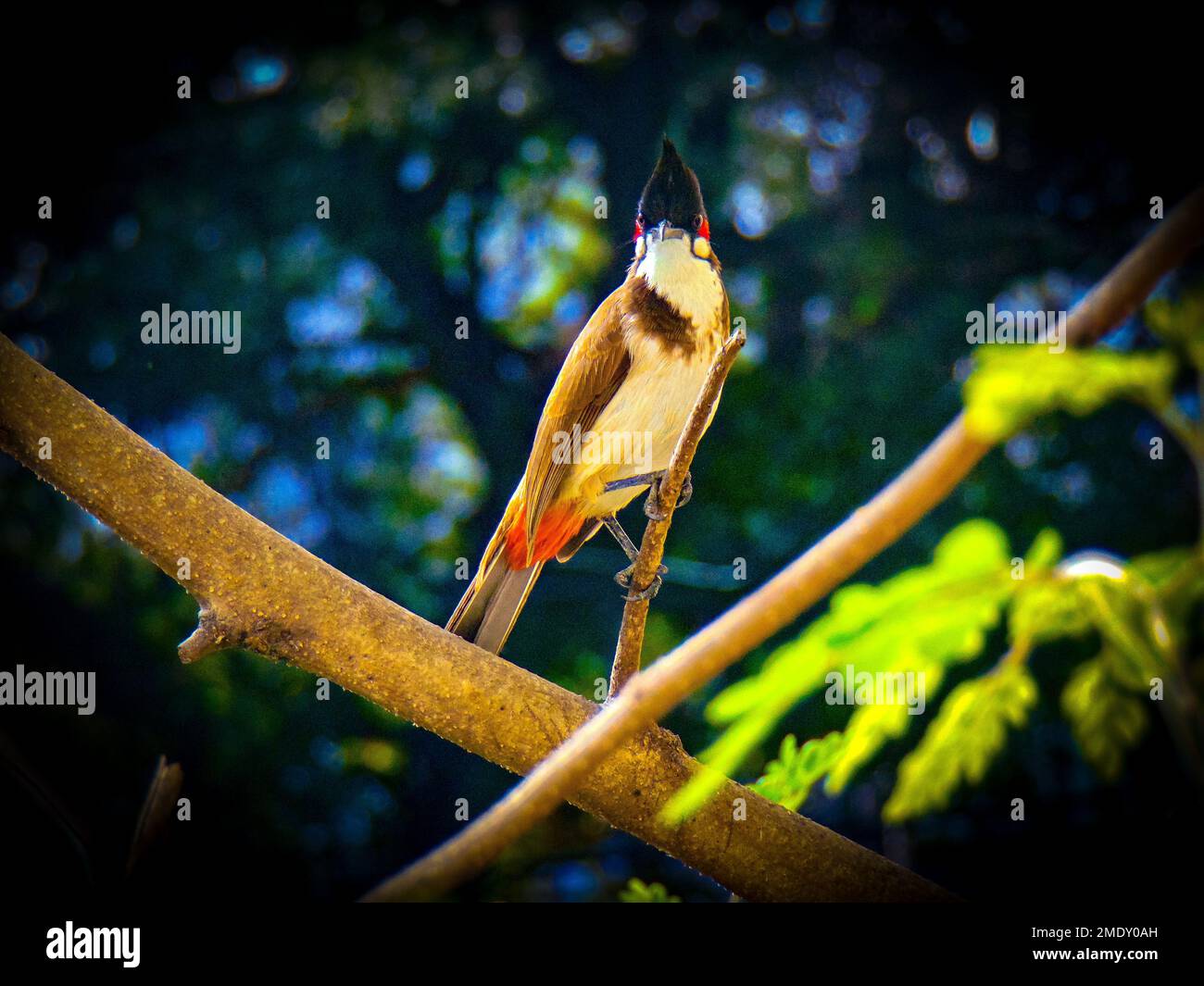 The red-whiskered bulbul, or crested bulbul is a passerine bird native ...