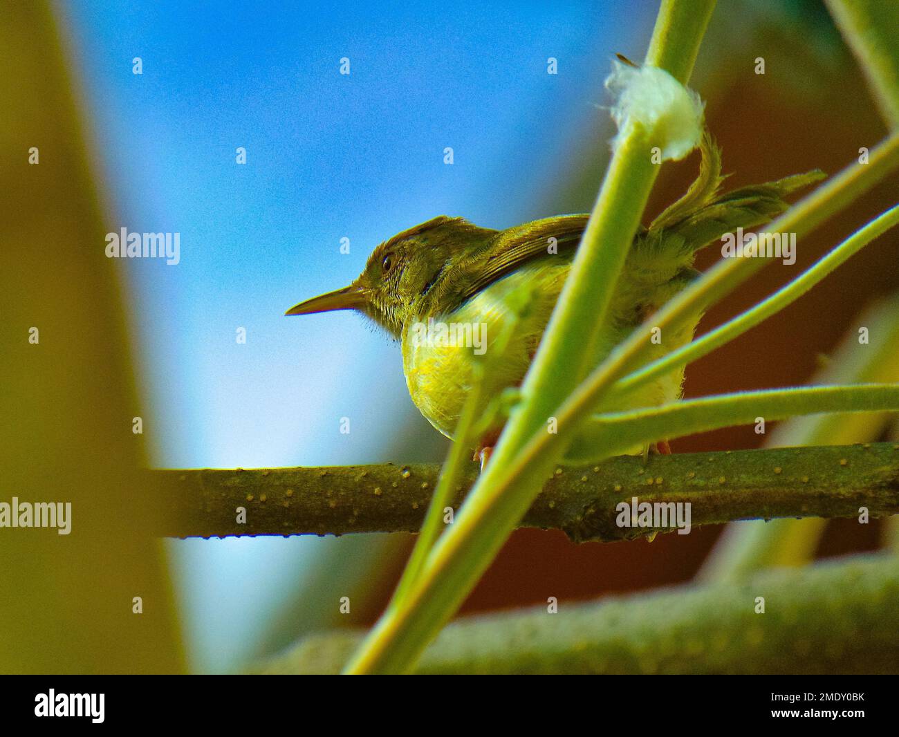 The common tailorbird is a songbird found across tropical Asia. Popular ...