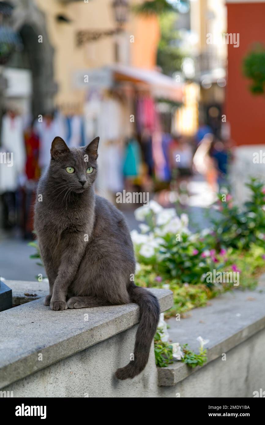 Grey cat sitting outside of shops in Positano, Amalfi Coast, Italy ...