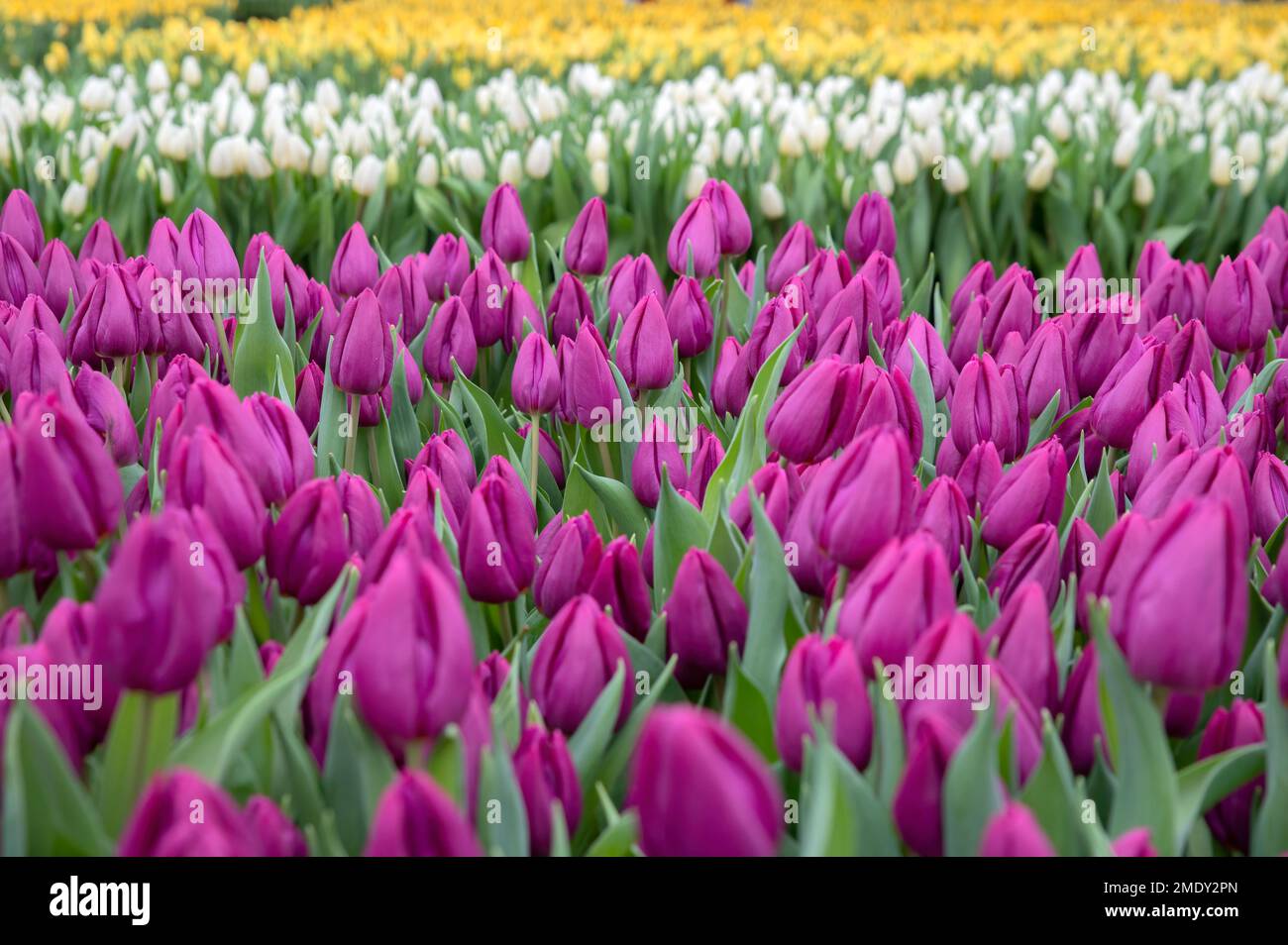 Tulip Fields At The National Tulip Day At Amsterdam The Netherlands 23 ...