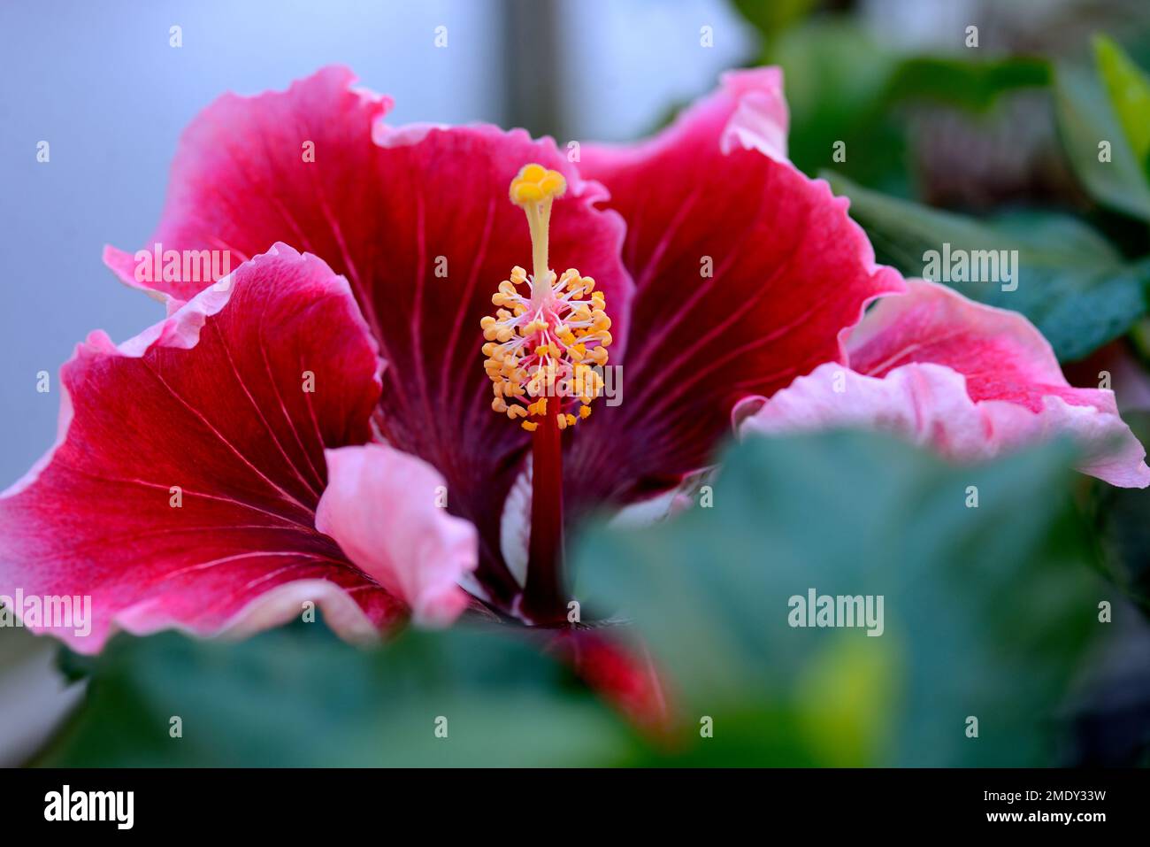 Red tropical hibiscus flower hi-res stock photography and images - Alamy