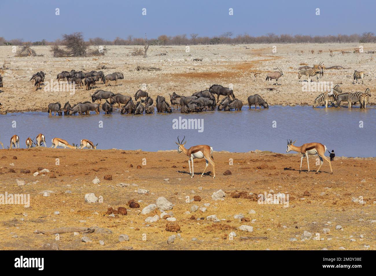 Animals at the waterhole in natural habitat in Etosha National Park in ...