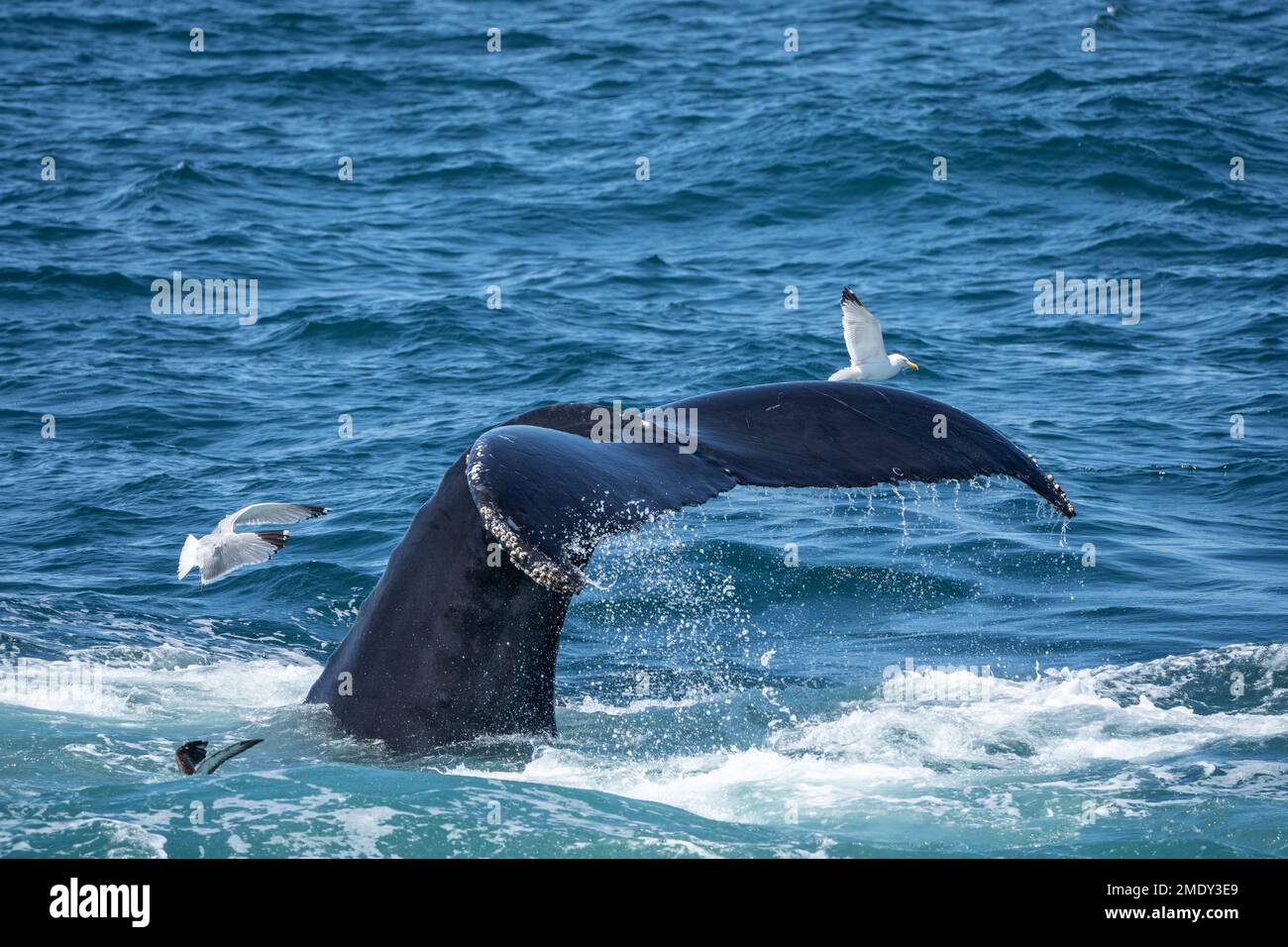Close-up of Humpback Whale, tail swimming near Whale Watch Boat, off the coast of Cape Cod Stock ...