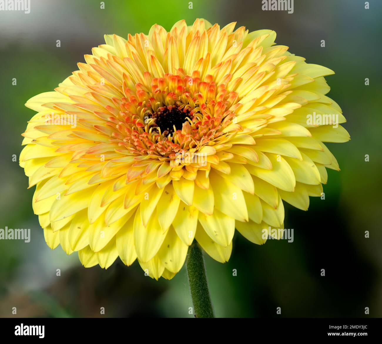 Focused stack closeup image of a yellow Gerbera daisy Stock Photo - Alamy