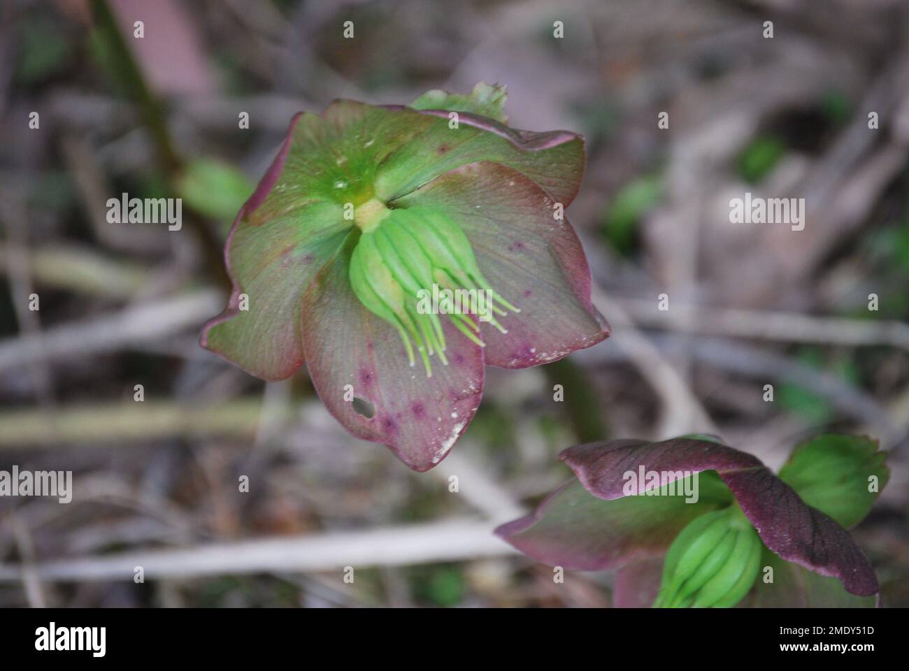 Hellebore flower in Austria in the forest Stock Photo - Alamy