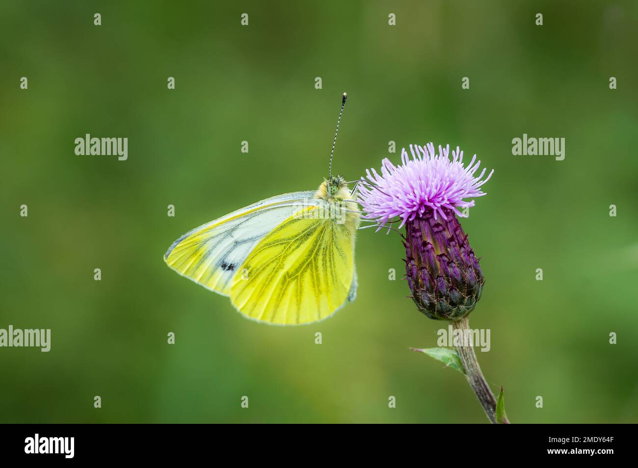 Green-veined White butterflies mating on ferns Stock Photo - Alamy