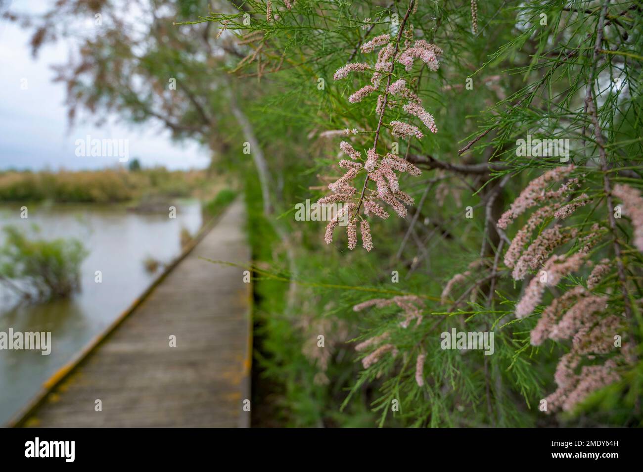 ThenC entre de découverte du Scamandre has set up boardwalk's in the ...