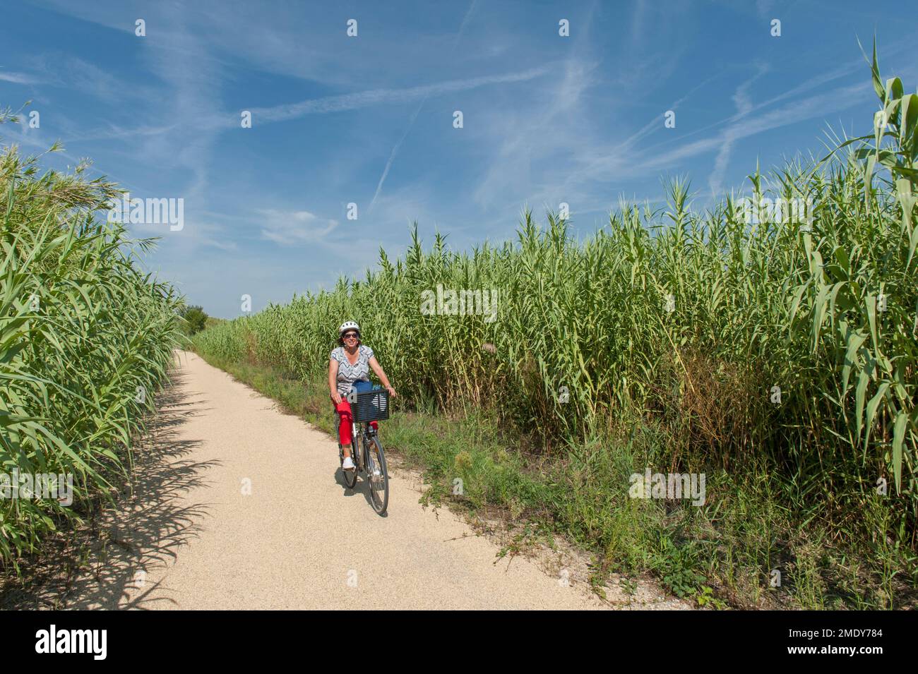 The ViaRhôna long-distance cycle path crosses the Camargue wetlands on ...