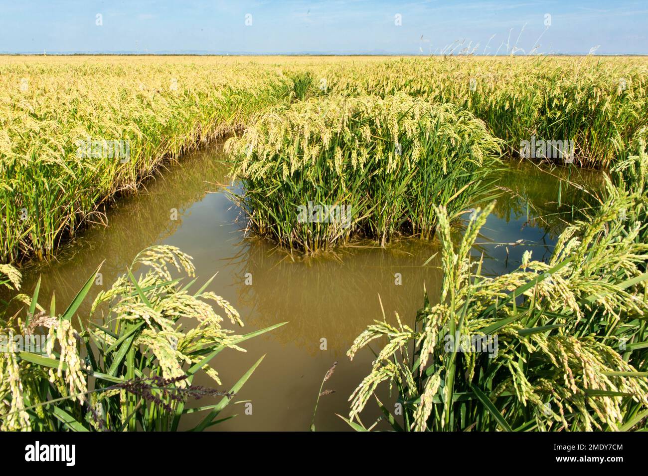 The Camargue is one of France's largest rice growing areas. The rice ...