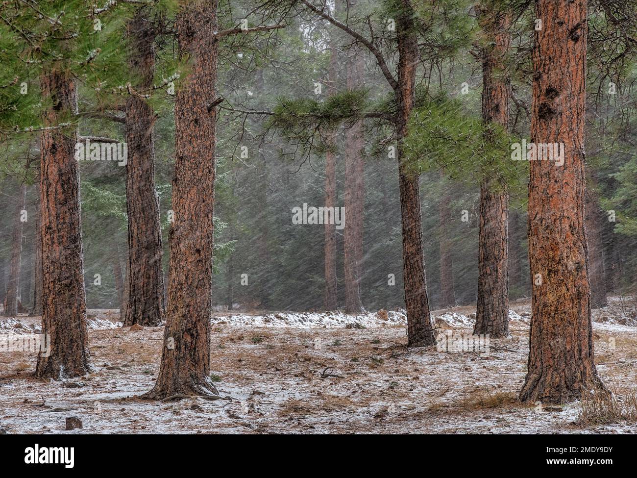 A group of Ponderosa Pines being blasted with snow coming in sideways ...