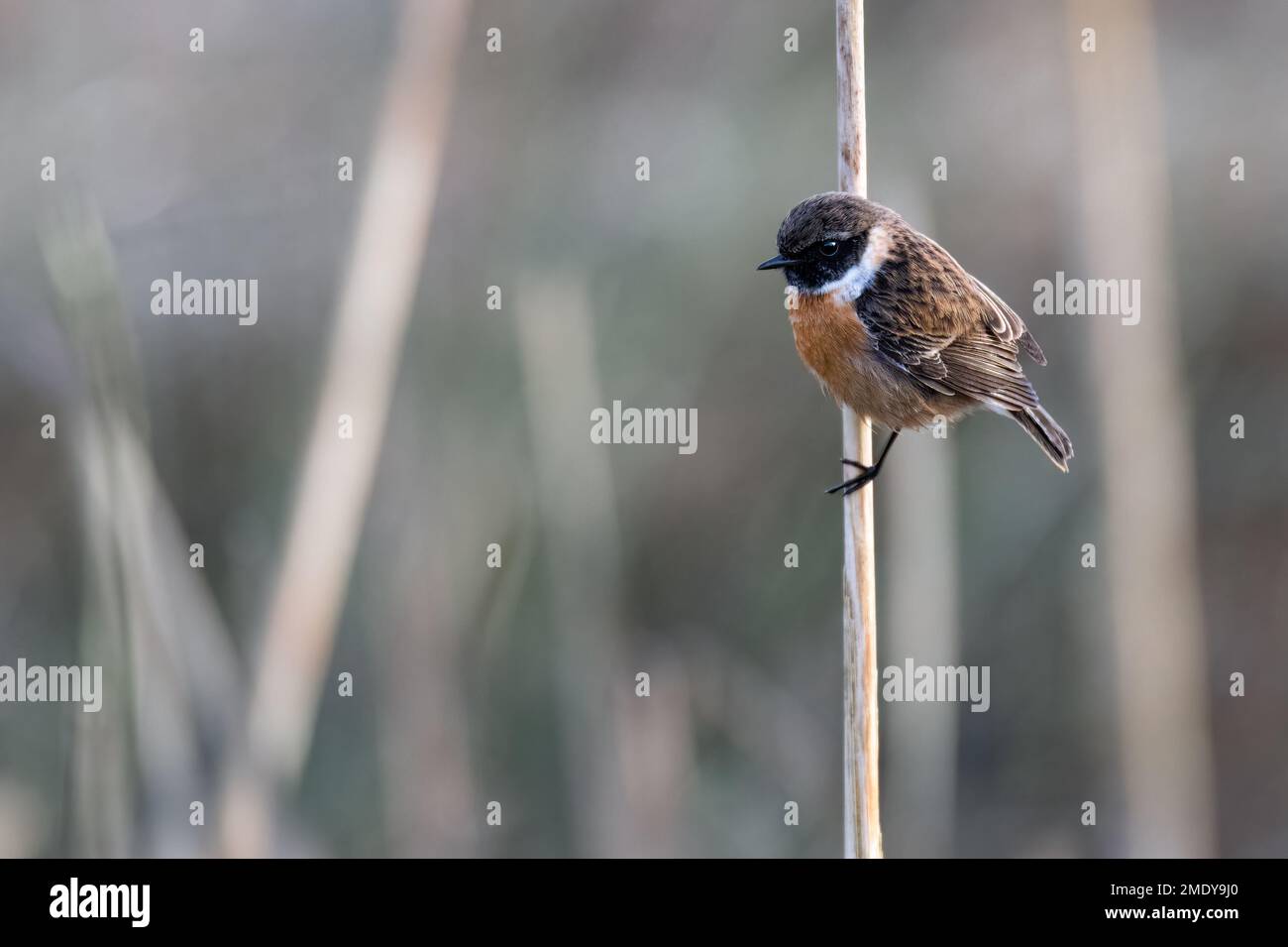 A male stonechat in winter plumage sitting on a stalk Stock Photo - Alamy