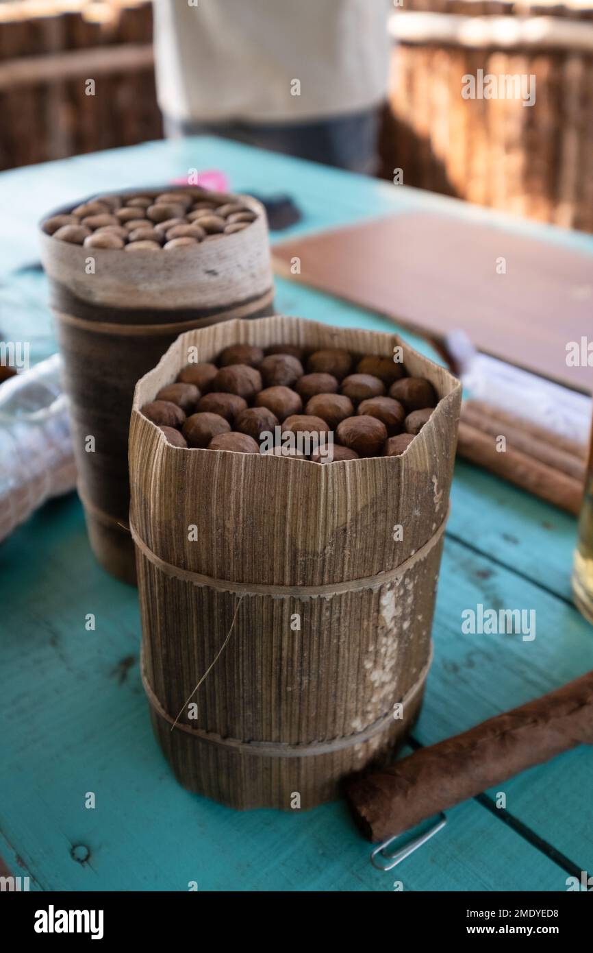 Cuban cigars packaged in banana leaves at a tobacco farm in the Valle ...