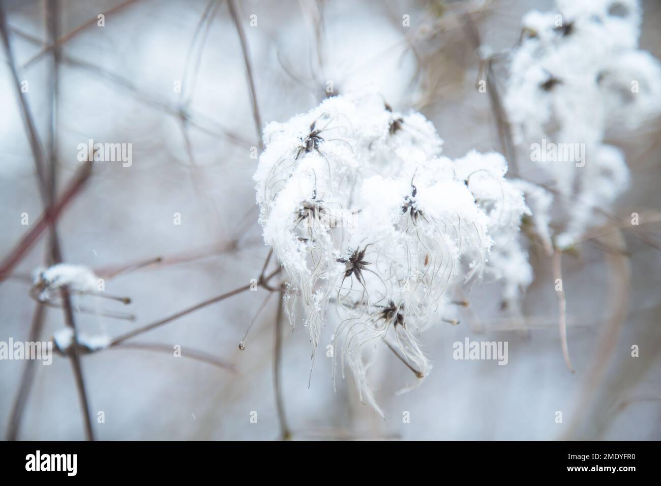 Plants covered in snow, Vorchdorf, Austria Stock Photo - Alamy