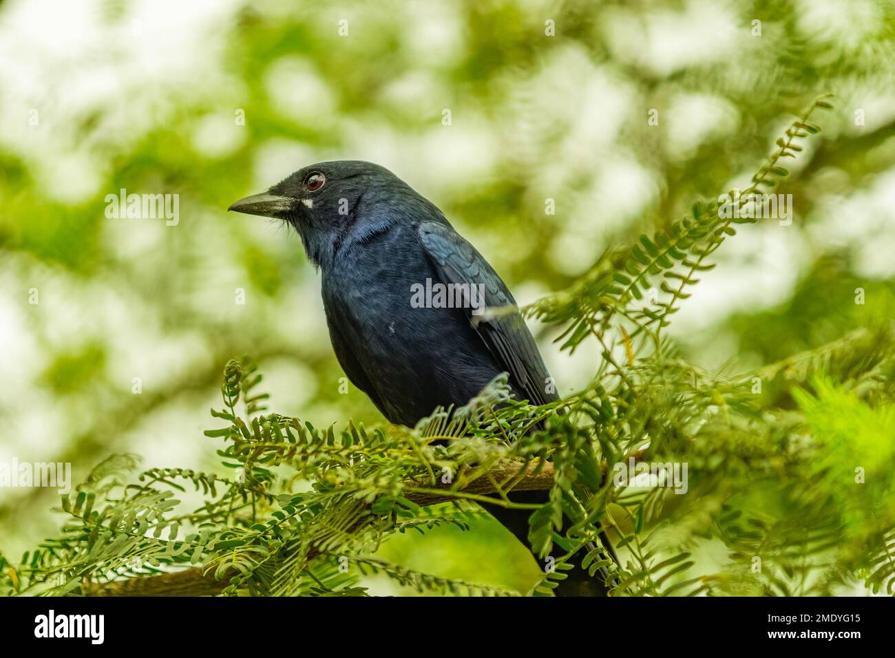 A drango resting on a bush tree in morning Stock Photo - Alamy