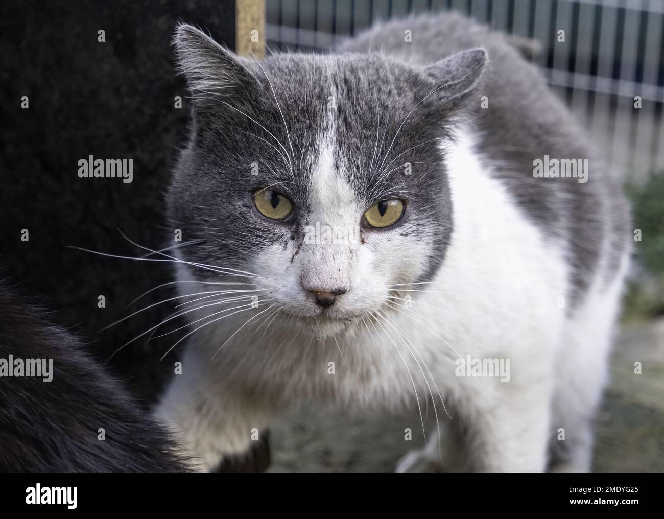 Abandoned street cats, stray animals, pets Stock Photo - Alamy