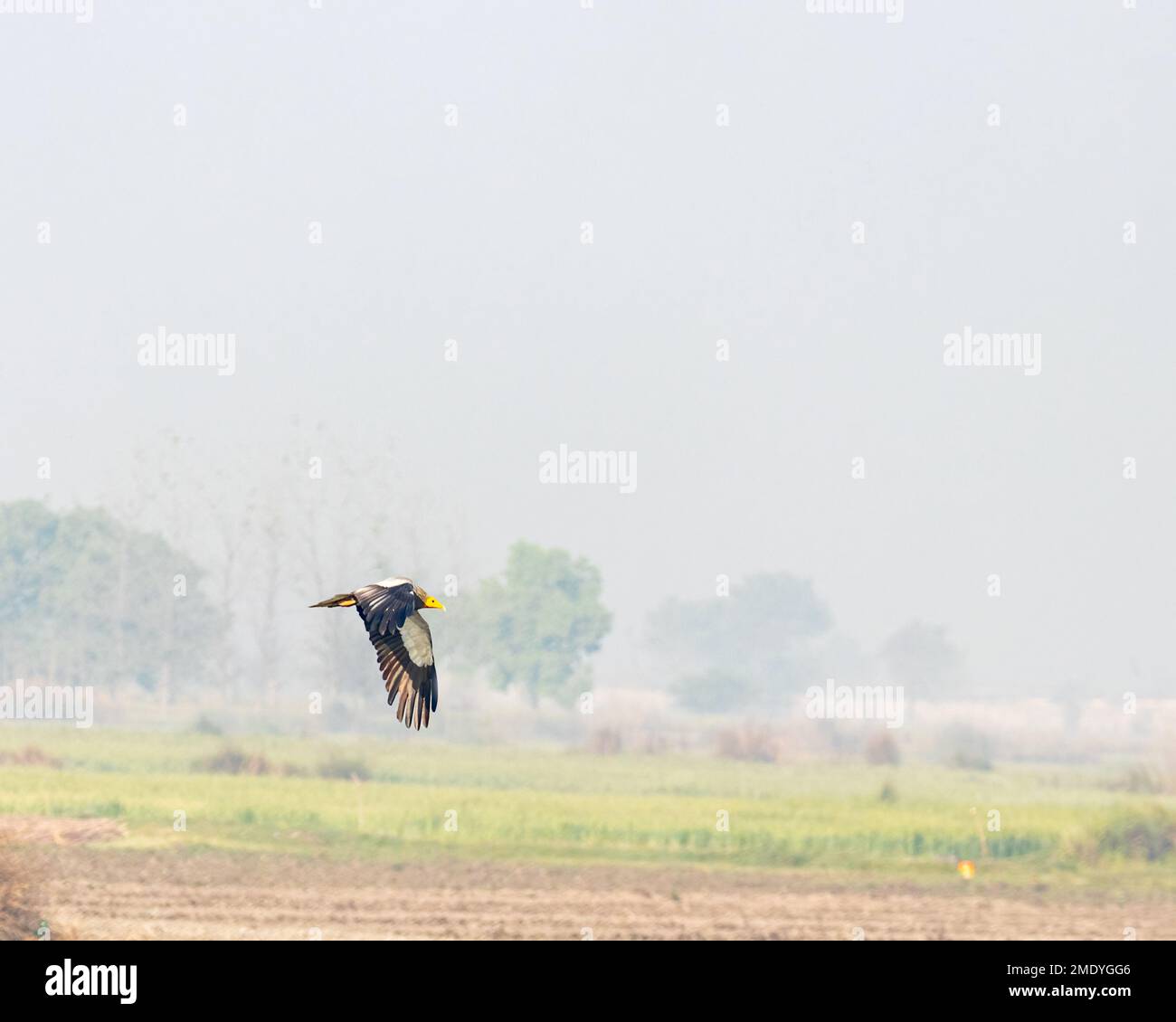 A Egyptian vulture in flight with down wings Stock Photo - Alamy
