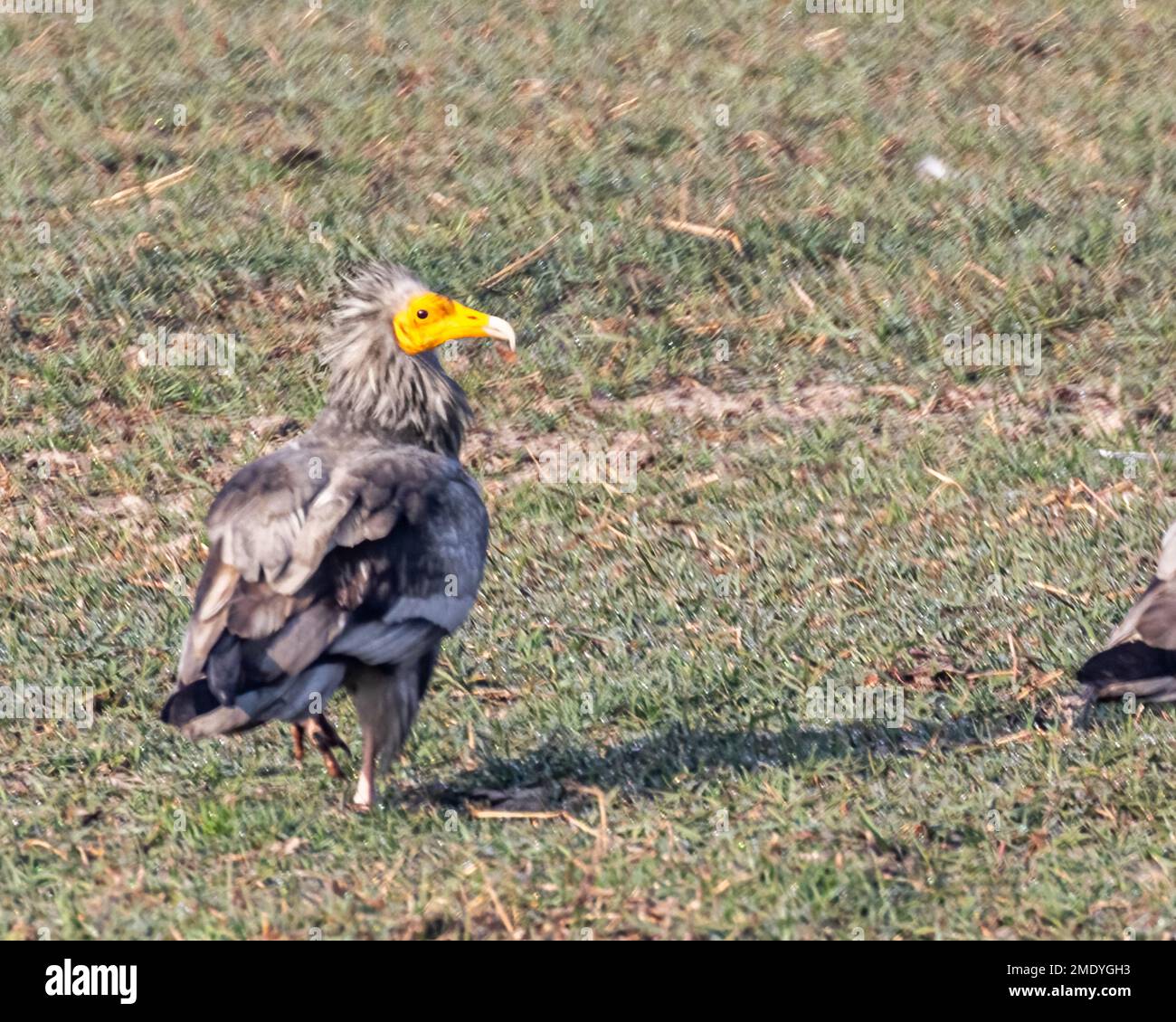 Egyptian vulture image hi-res stock photography and images - Alamy
