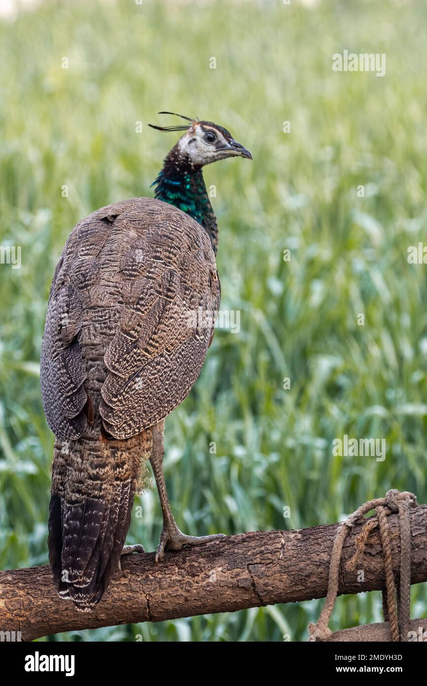 Peacock feather fans hi-res stock photography and images - Alamy