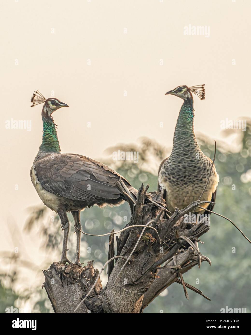 Two Peahens in communication with each other Stock Photo - Alamy