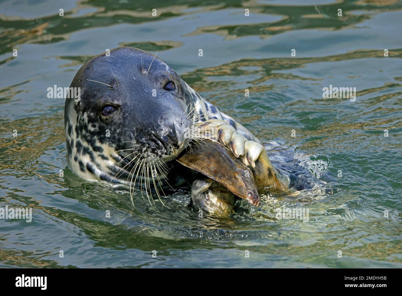 Close-up of grey seal / gray seal (Halichoerus grypus) eating flatfish ...