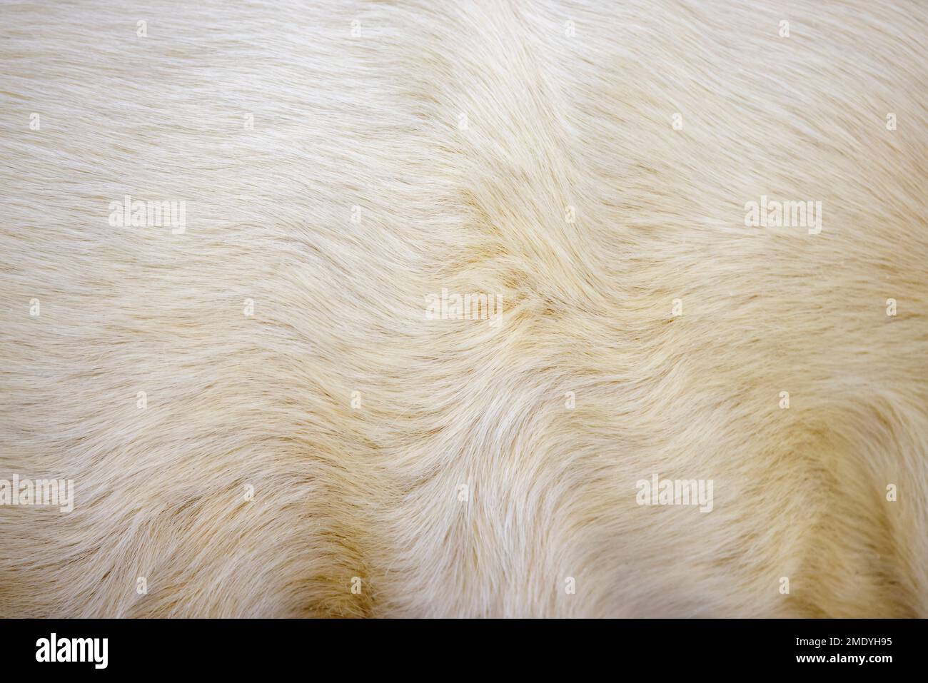 Grey seal / gray seal (Halichoerus grypus) close-up of newborn pup's ...