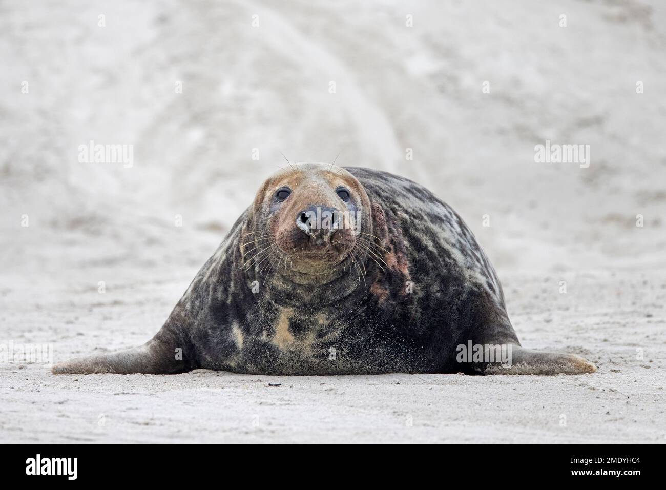 Grey seal / gray seal (Halichoerus grypus) adult male / bull resting on ...