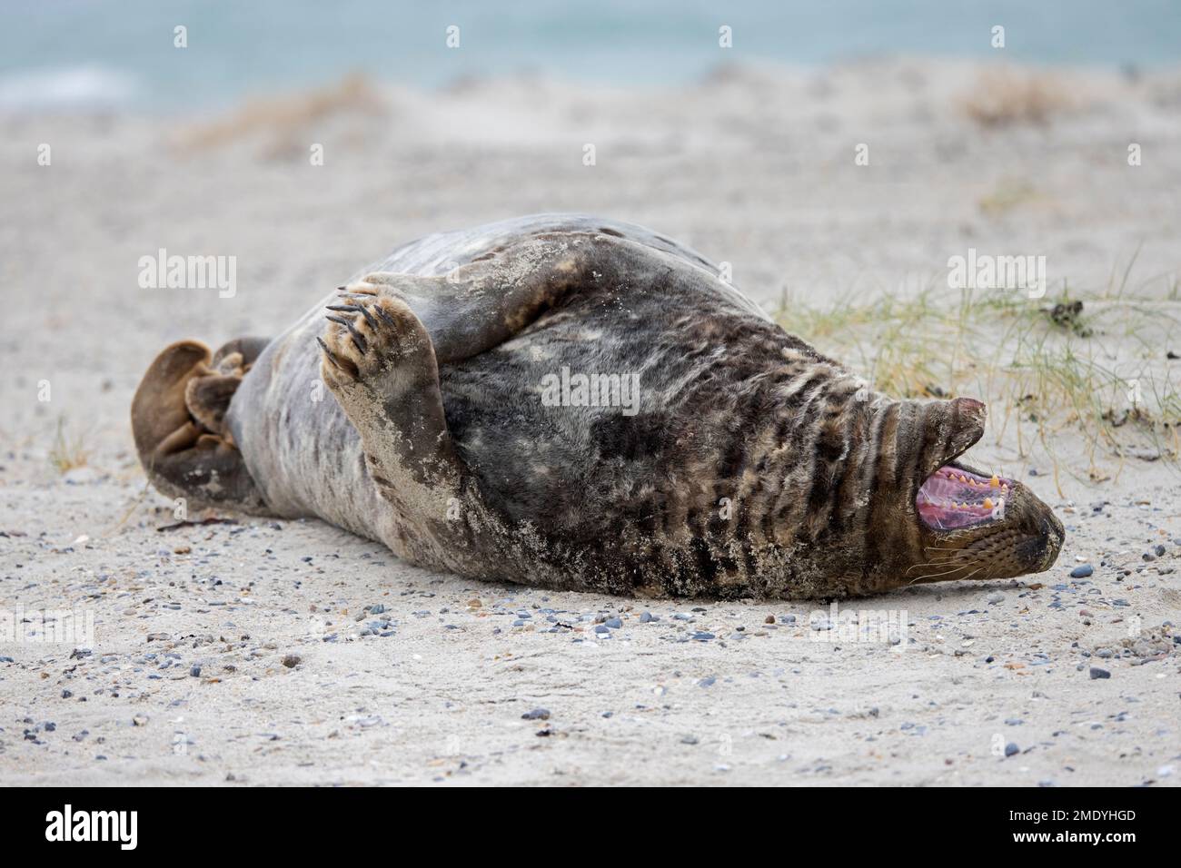 Grey seal / gray seal (Halichoerus grypus) adult male / bull yawning on ...