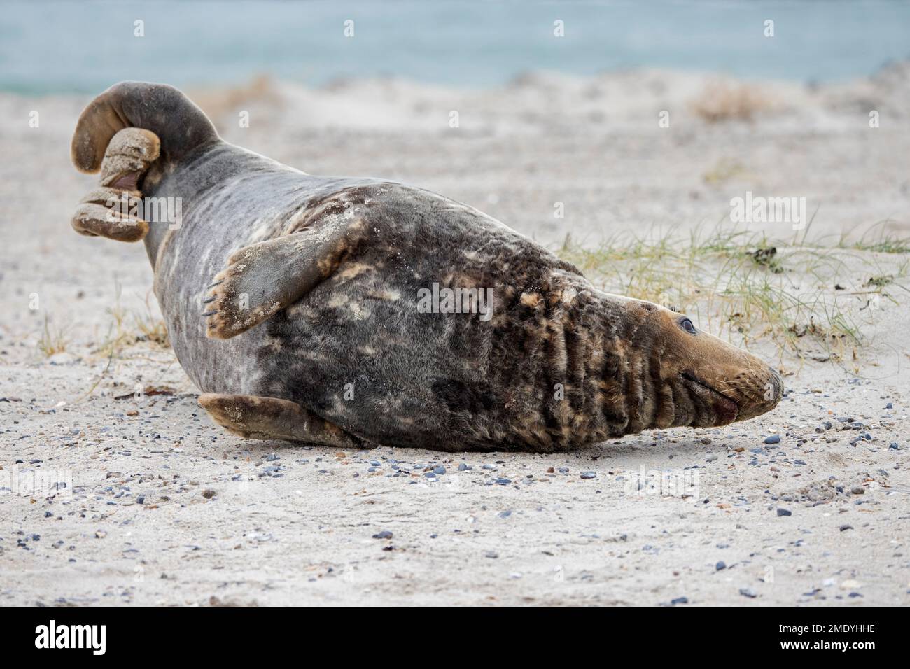 Grey seal / gray seal (Halichoerus grypus) adult male / bull stretching ...