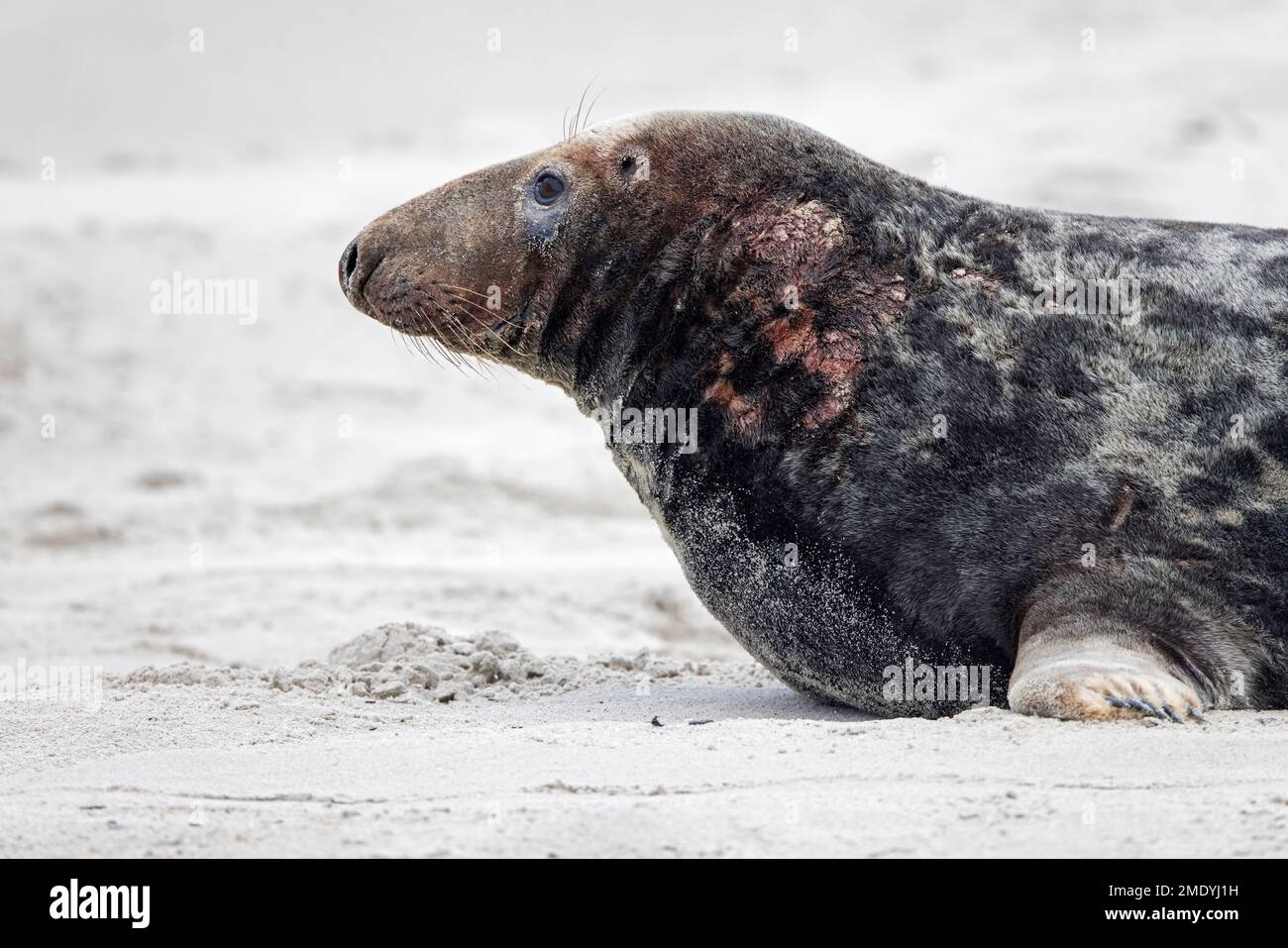 Grey seal / gray seal (Halichoerus grypus) adult male / bull showing ...