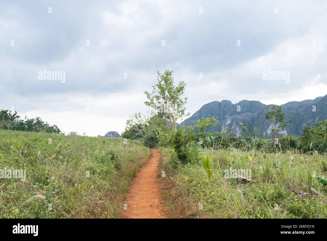 Red, iron-rich soil in the Valle de Palmarito, Viñales, Cuba Stock ...
